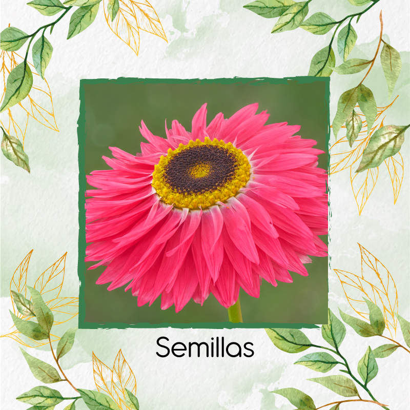 Semillas Orgánicas De Flor Acrolinio Inmortal – Garden Green