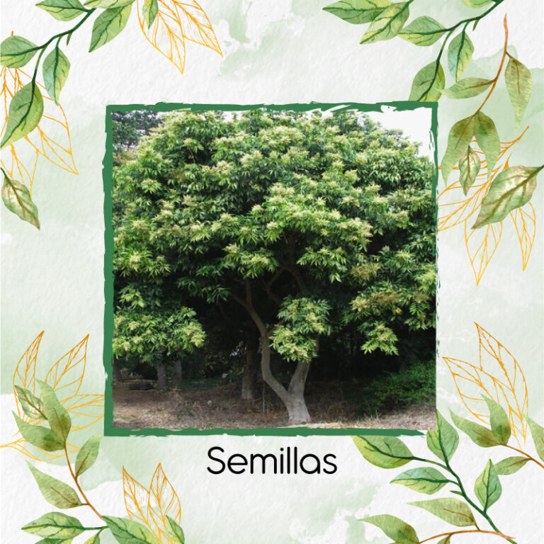 Semillas Orgánicas De Árbol Chambimbe Jaboncillo – Garden Green
