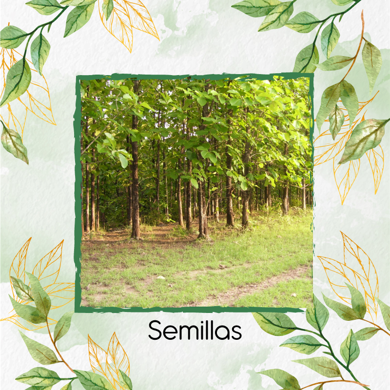 Semillas Orgánicas De Árbol Teca Escarif Rodal – Garden Green
