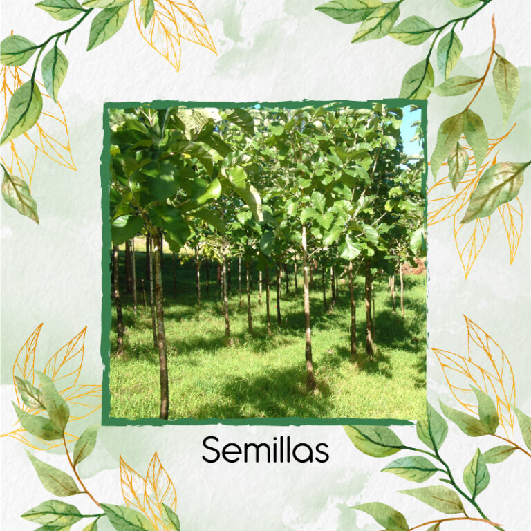 Semillas Orgánicas De Árbol Teca Mejorada – Garden Green
