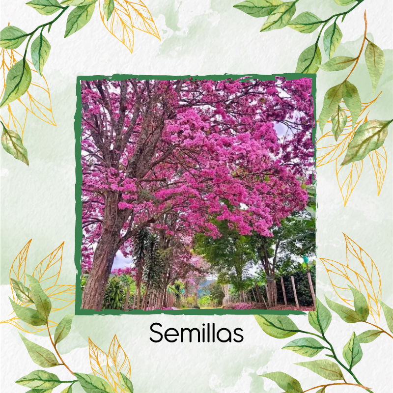 Semillas Orgánicas De Árbol Ocobo – Garden Green