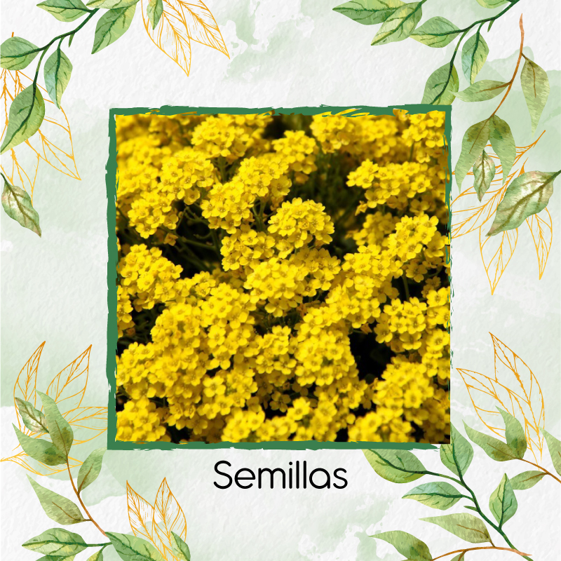 Semillas Orgánicas De Flor Aliso Amarillo – Garden Green