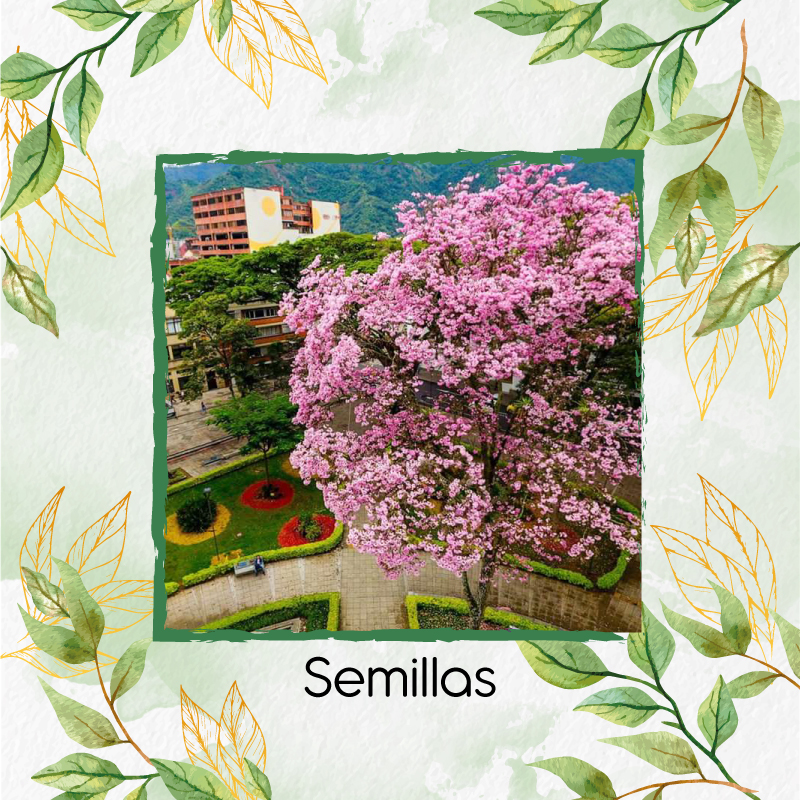 Semillas Orgánicas De Árbol Ocobo – Garden Green