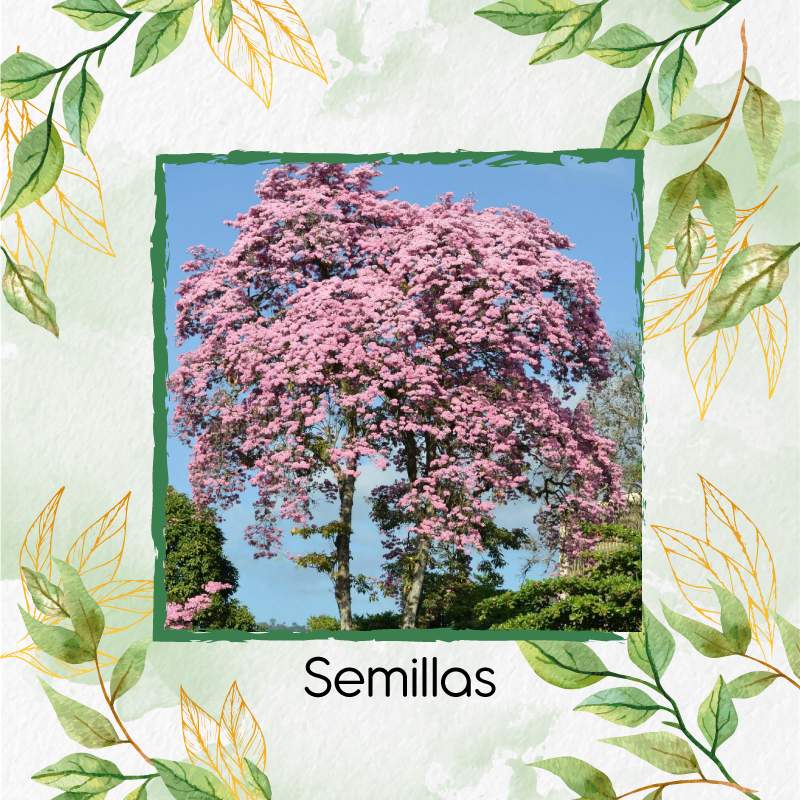 Semillas Orgánicas De Árbol Ocobo – Garden Green