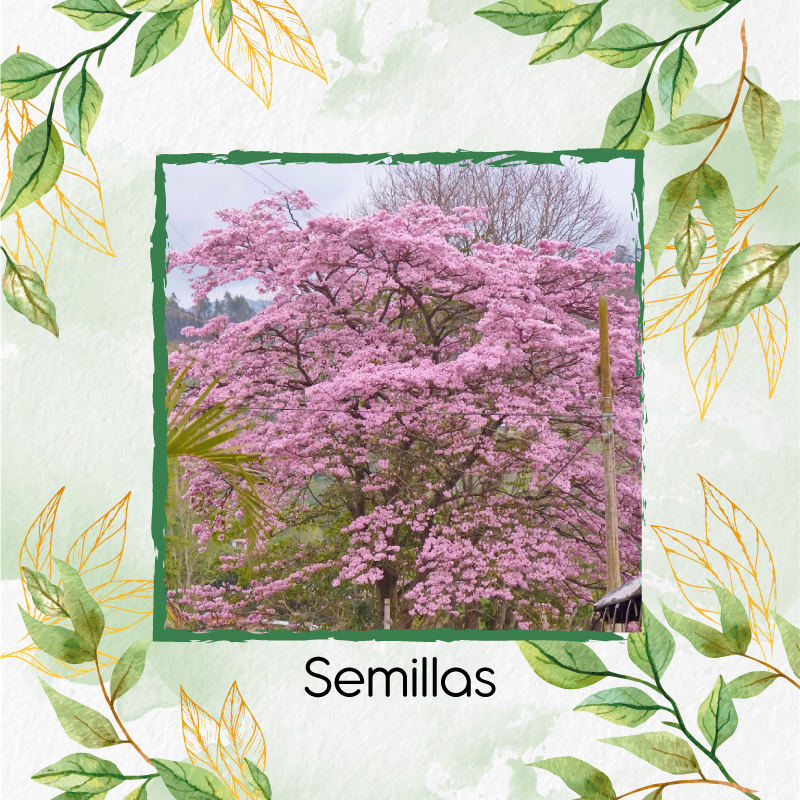 Semillas Orgánicas De Árbol Ocobo – Garden Green