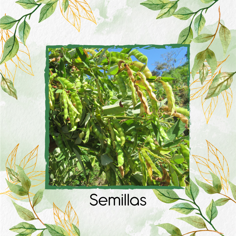 Semillas Orgánicas De Planta Guandul – Garden Green