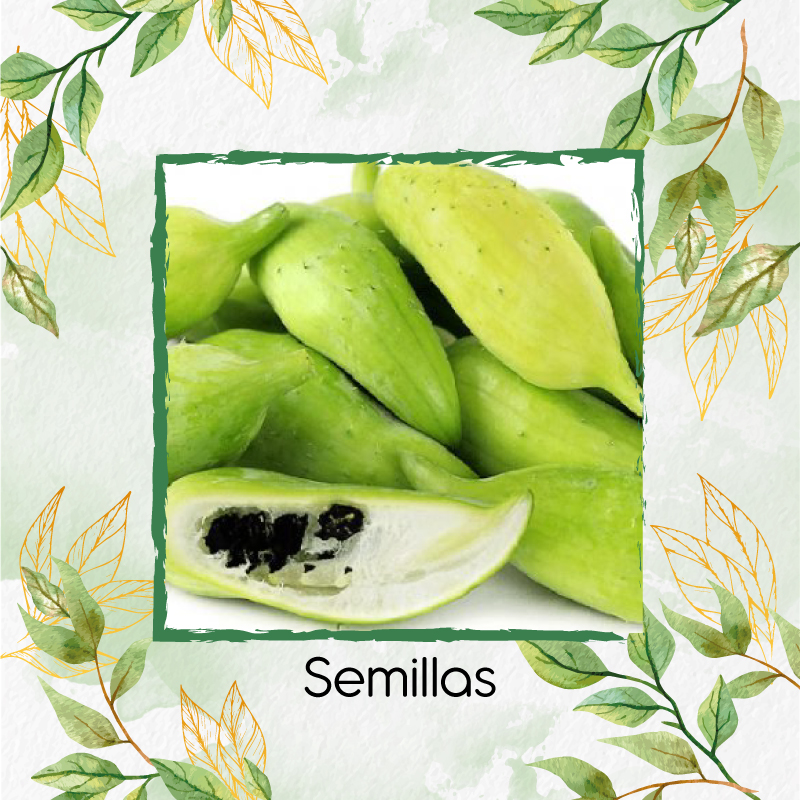 Semillas Orgánicas De Pepino Relleno – Garden Green