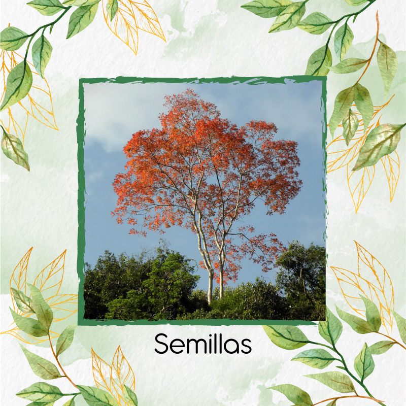 Semillas Orgánicas De Árbol Cámbulo – Garden Green