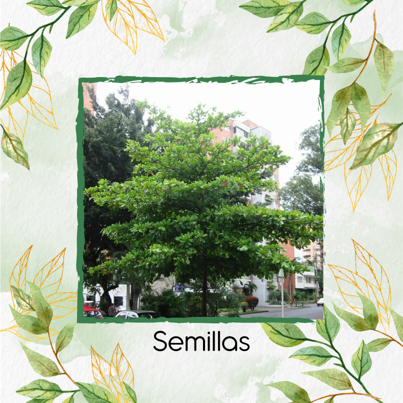Semillas Orgánicas De Árbol Almendro – Garden Green