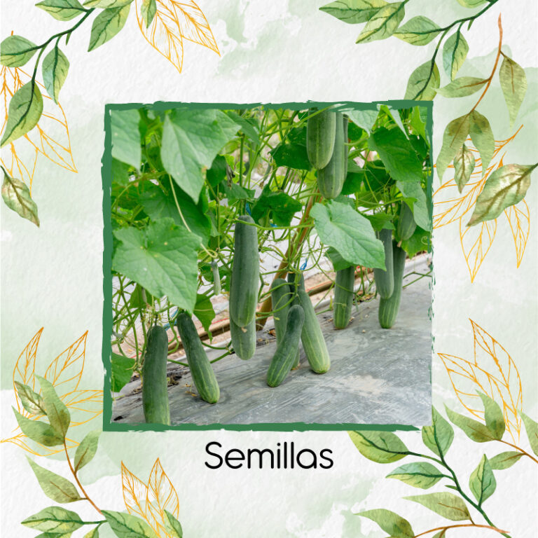 Semillas Orgánicas De Pepino – Garden Green