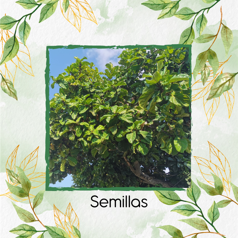 Semillas Orgánicas De Árbol Almendro – Garden Green