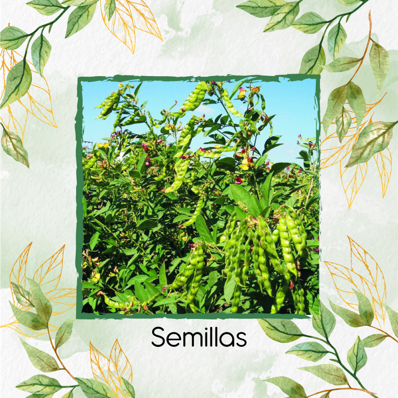 Semillas Orgánicas De Planta Guandul – Garden Green