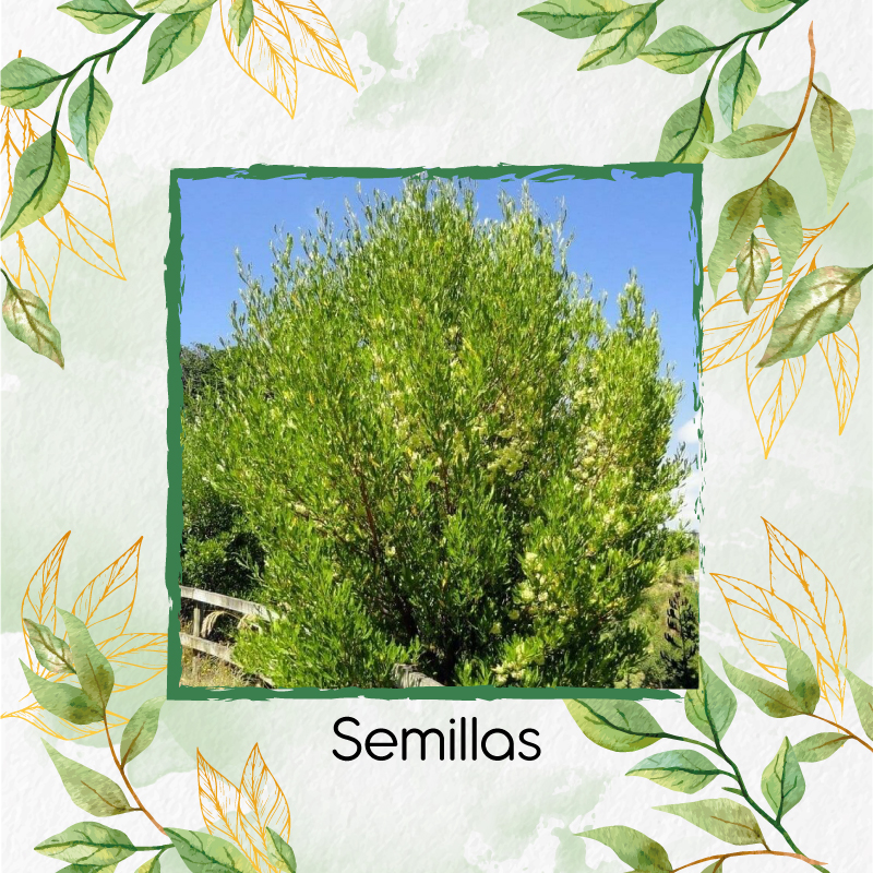 Semillas Orgánicas De Hayuelo – Garden Green