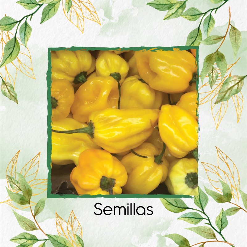 Semillas Orgánicas De Aji Habanero Limón – Garden Green