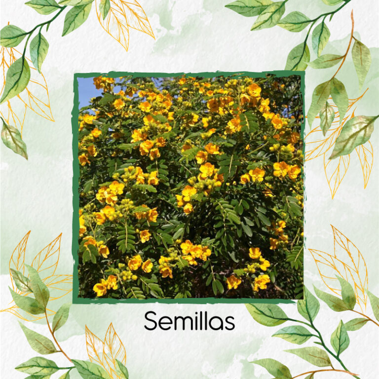 Semillas Orgánicas De Árbol Alcaparro Enano – Garden Green