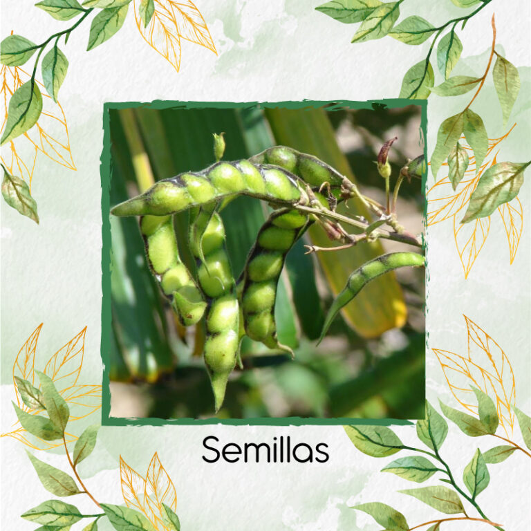 Semillas Orgánicas De Planta Guandul – Garden Green