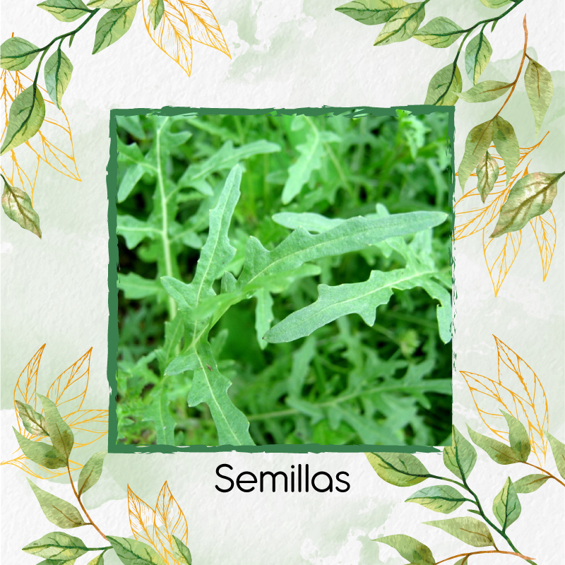 Semillas Orgánicas De Rúcula Selvática – Garden Green