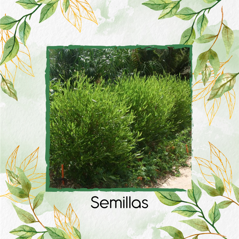 Semillas Orgánicas De Hayuelo – Garden Green