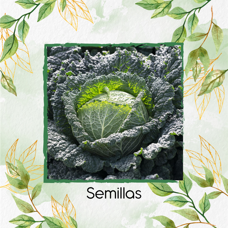 Semillas Orgánicas De Col De Milán – Garden Green