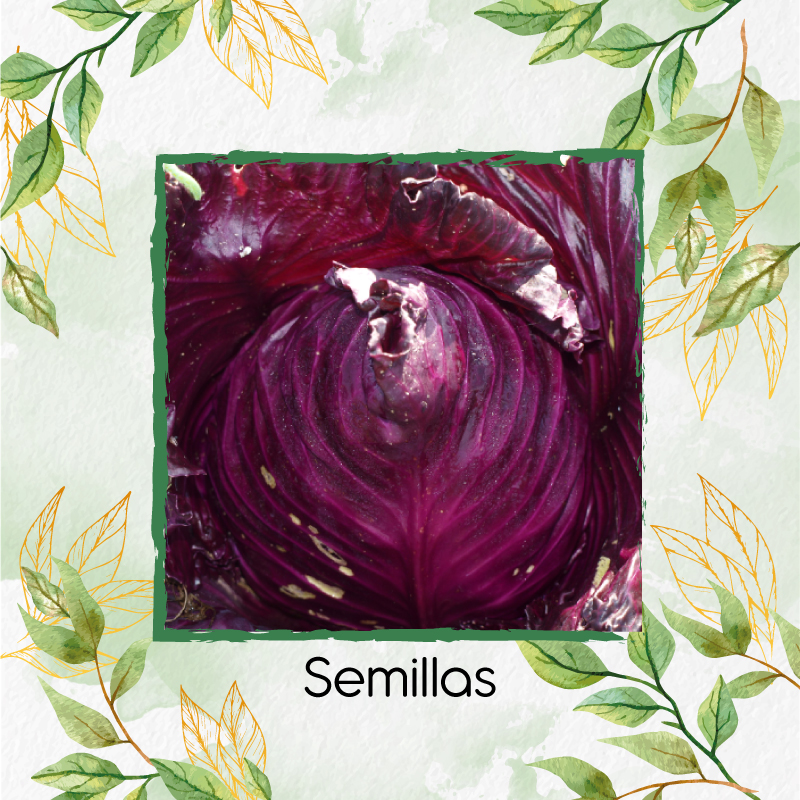 Semillas Orgánicas De Repollo Morado Para Maceta O Huerta – Garden Green