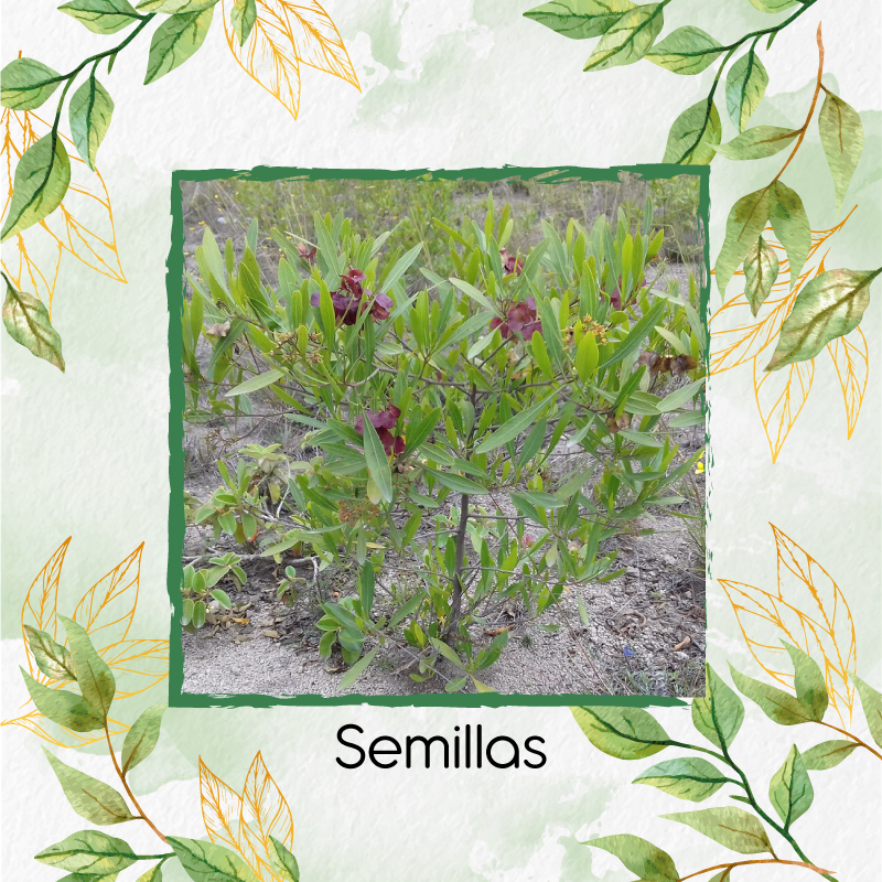 Semillas Orgánicas De Hayuelo – Garden Green