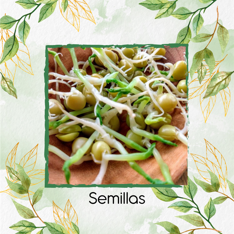 Semillas De Arveja Para Germinados – Garden Green