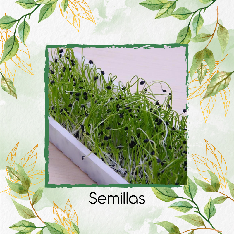 Semillas De Cebolla Para Germinados – Garden Green